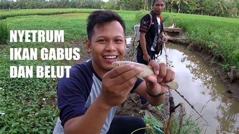 Nyetrum Ikan Gabus Dan Belut Youtube