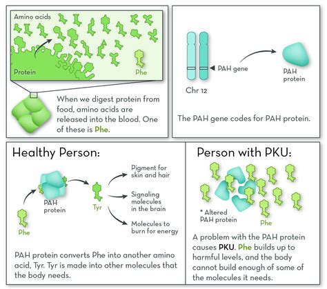 Examples Of Single Gene Disorders