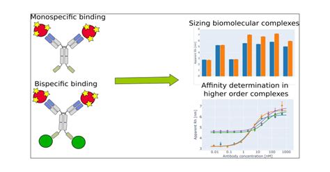 Antibody High Specificity And Affinity At Ola Cahoon Blog