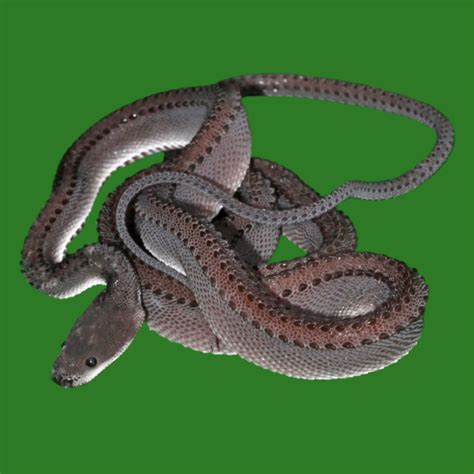 Dragon Snake Xenodermus Javanicus