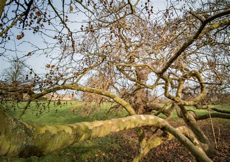 Raspberry Pi Camera Module Still Image Capture Raspberry Pi