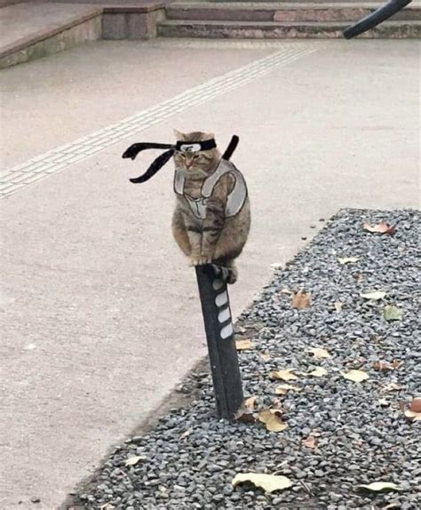 짤백업용 On Twitter 닌자 고양이