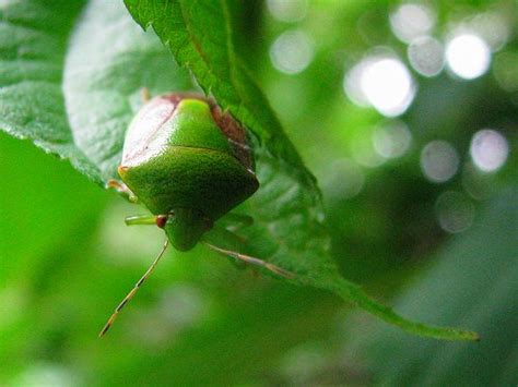 アカスジキン亀虫 チャバネアオ亀虫 クヌギ亀虫 江崎モンキツノ亀虫 オオヨコバイ ブチミャクヨコバイ 花と葉っぱ