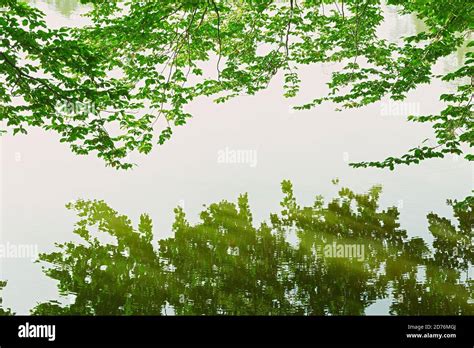 Reflection Of Green Tree Branch On Clear Water Surface Stock Photo Alamy