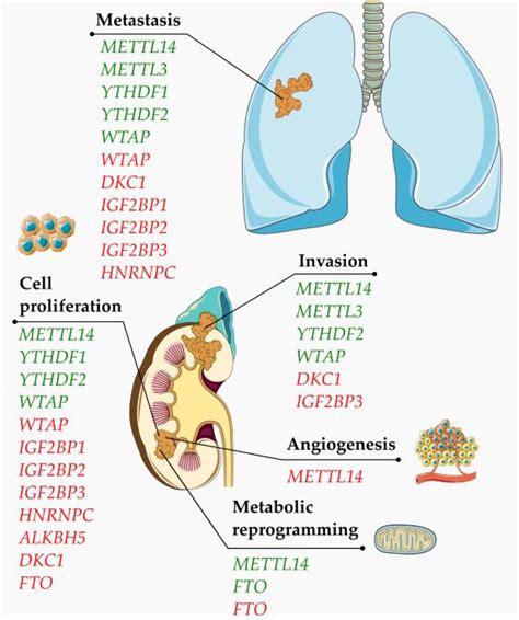 The Role Of Rna Modifying Proteins In Renal Cell Carcinoma Cell Death And Disease Prof Iman M