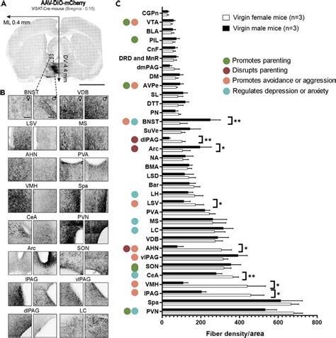 Projections Of Preoptic Vgat Neurons A And B Representative Confocal Download Scientific