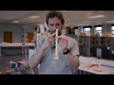 Understanding The Radius Anatomy And Function Galaxy Ai Galaxy Ai