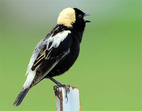 Bobolink Bobolink