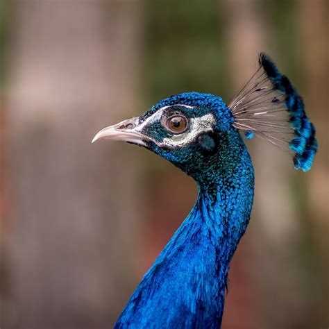 Premium Photo Close Up Of A Peacock