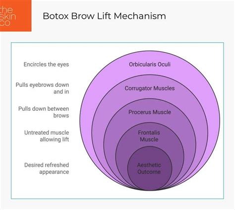 Botox Eyebrow Lift Before And After A Complete Guide To Non Surgical