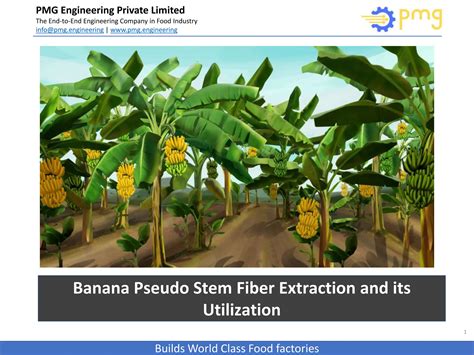 Banana Pseudostem Extraction And Utilizationpptx