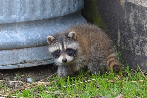 Why Are Raccoons In My Yard Beatpests