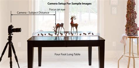 Understanding Depth Of Field A Beginner S Guide