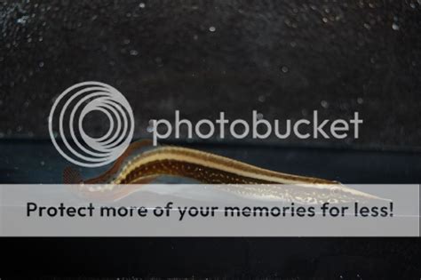 Most Manly Fish Species Page 3 The Planted Tank Forum