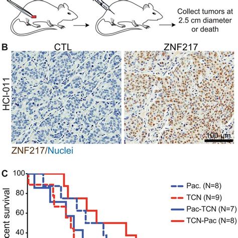 Triciribine Paclitaxel Tcn→pac Combination Therapy Has Decreased