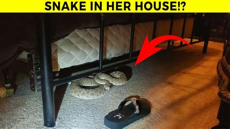 Snakes Invading Homes Caught On Camera Youtube