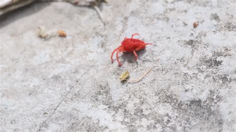 Red Bugs Chiggers