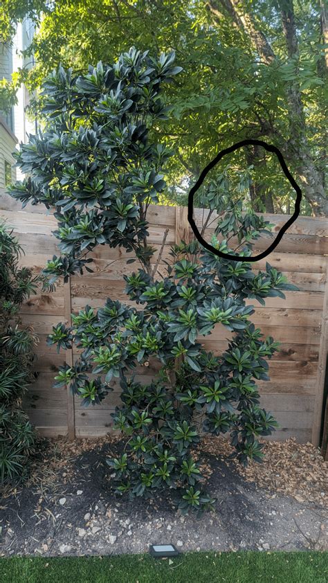Whats Wrong With My Japanese Blueberry Tree Branches Wilting And Dryingsnapping Austin Tx