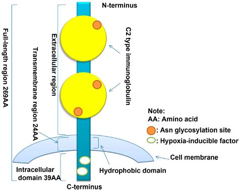 The Biological Function And Clinical Utilization Of Cd147 In Human