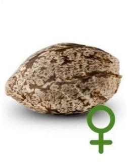 Feminized Seeds Ripper Seeds Cannabis Seeds Themariashop