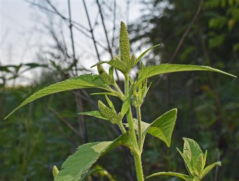 How To Grow Amaranth Gardening With Charlie