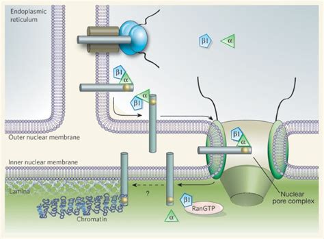 Taking A Turn Into The Nucleus Nature