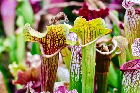 10 prédateurs naturels pour lutter contre les frelons asiatiques NeozOne