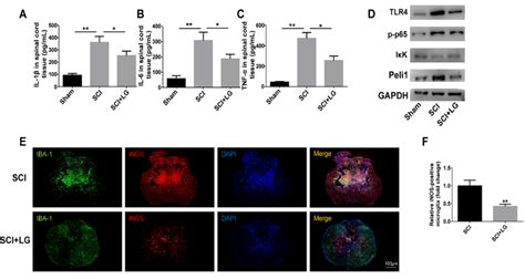 Lg Attenuated The Inflammation Level In Tissues After Spinal Cord