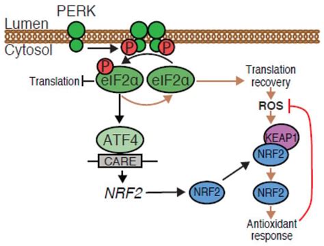Atf4 Dependent Nrf2 Transcriptional Regulation Promotes Antioxidant