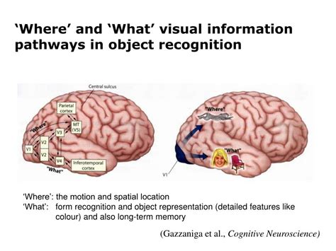 ppt neural coding 1 powerpoint presentation free download id 3274520