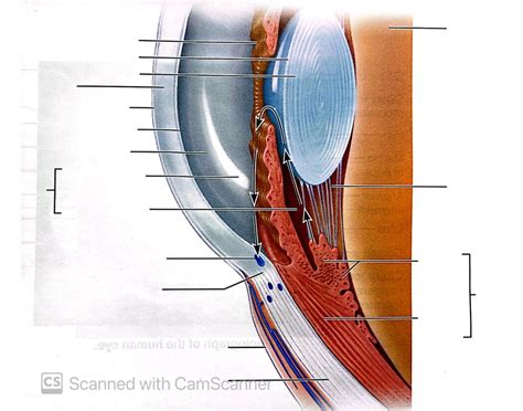 Aqueous Humor By The Ciliary Process Quiz