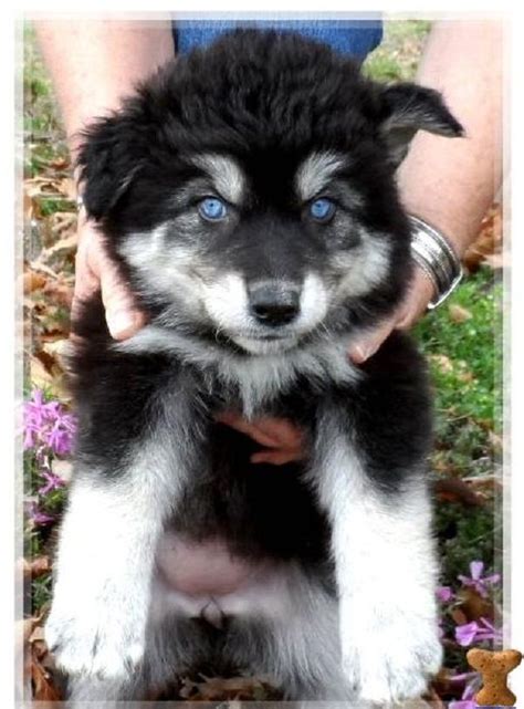 Husky Wolf Puppies