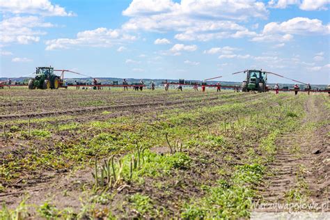 Zielone szparagi na największej plantacji w Europie cz I Warzywa