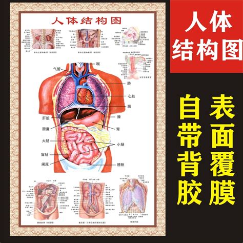 2021 人体内脏解剖图 人气热卖榜推荐 淘宝海外