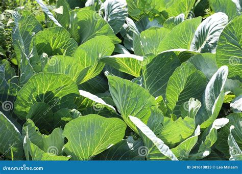 Cabbage In A Garden Bed Stock Image Image Of Vitamin 341610833