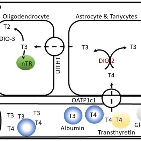 Brain Thyroid Hormone A Hypothalamicpituitarythyroid Hpt Axis