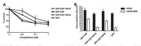 Figure 2 From Human Ctip Mediates Cell Cycle Control Of Dna End