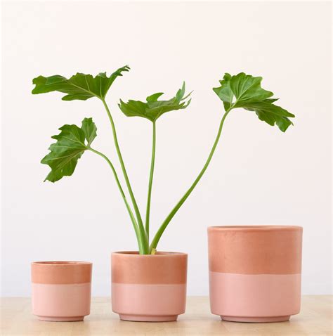 Pastille Planter Melon Plantify Urban Nursery