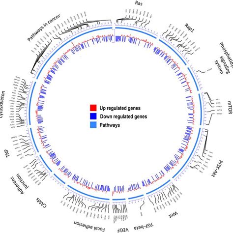 of the kegg analyses of over represented pathways for differentially