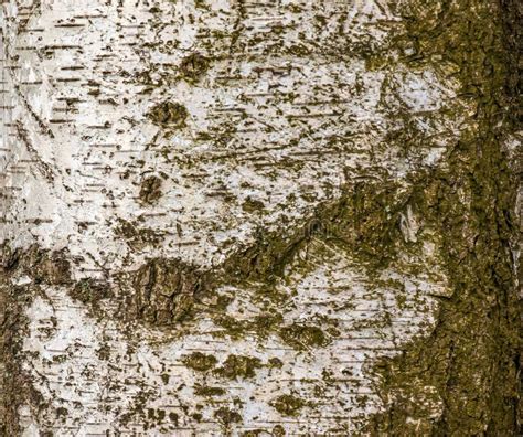 Birch Bark Texture The Texture Of The Birch Bark Birch Bark