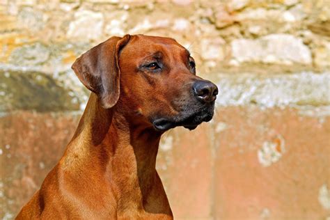 Rhodesian Ridgeback Puppies For Sale In Lebanon Pa Lancaster Puppies