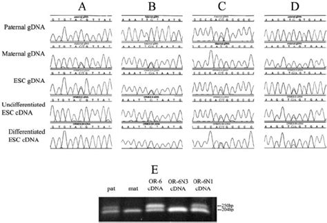 Allele Specific Expression Analysis In Undifferentiated And