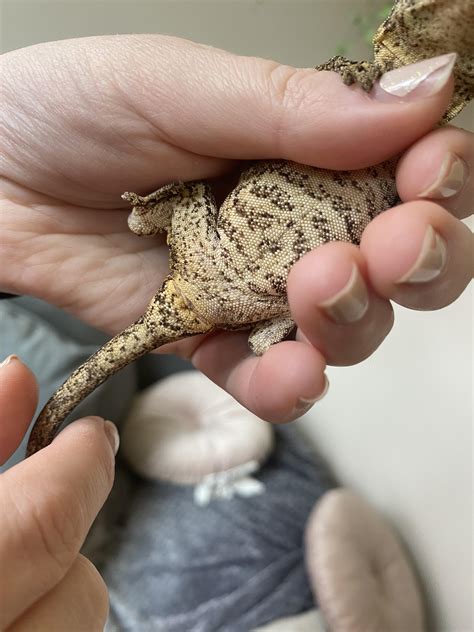Is It Possible To Identify The Sex Of My Gargoyle Gecko From This