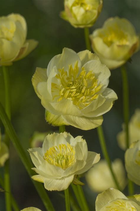 Perennial Varieties Future Plants