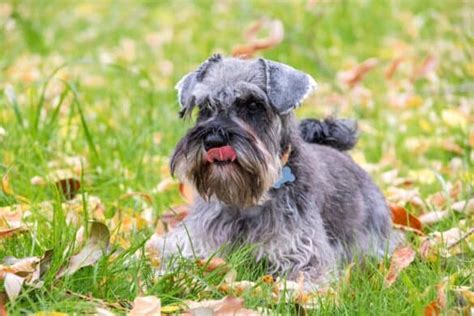 How Much Does A Miniature Schnauzer Cost 2025 Updated