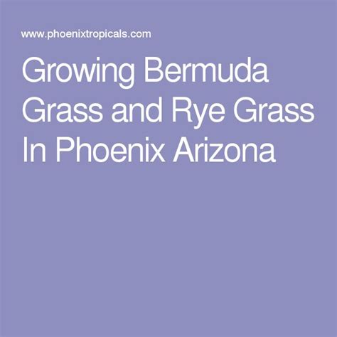 Growing Bermuda Grass And Rye Grass In Phoenix Arizona