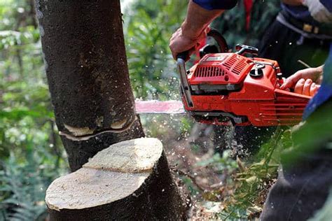 Expert Tree Cutting Near Me Get Competitive Tree Cutting Cost