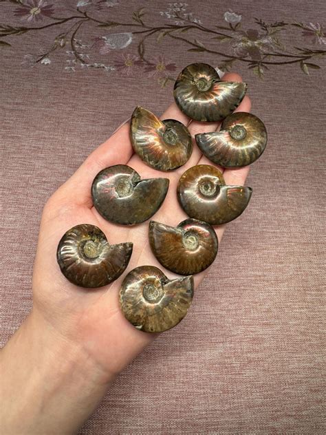 Small Ammonite Fossil Fire Ammonite Real Fossil Shell 1 Ammonite