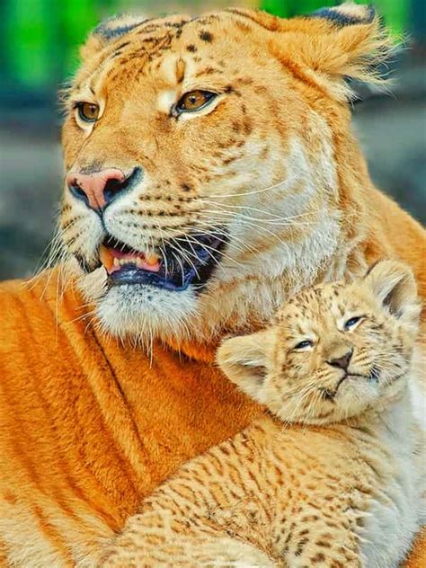 Lion And Tiger Hybridization