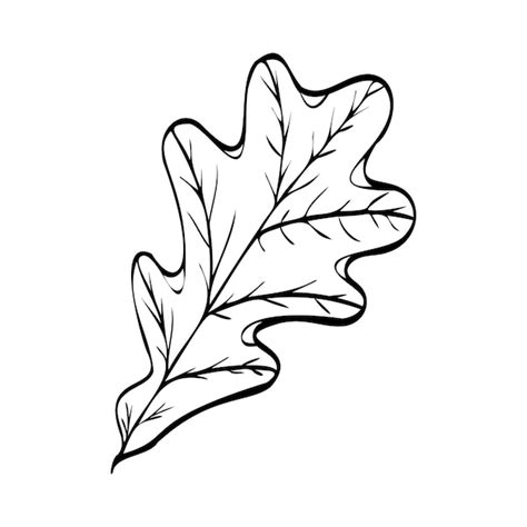 Illustration Vectorielle Dune Feuille De Chêne Dessin Linéaire Dune